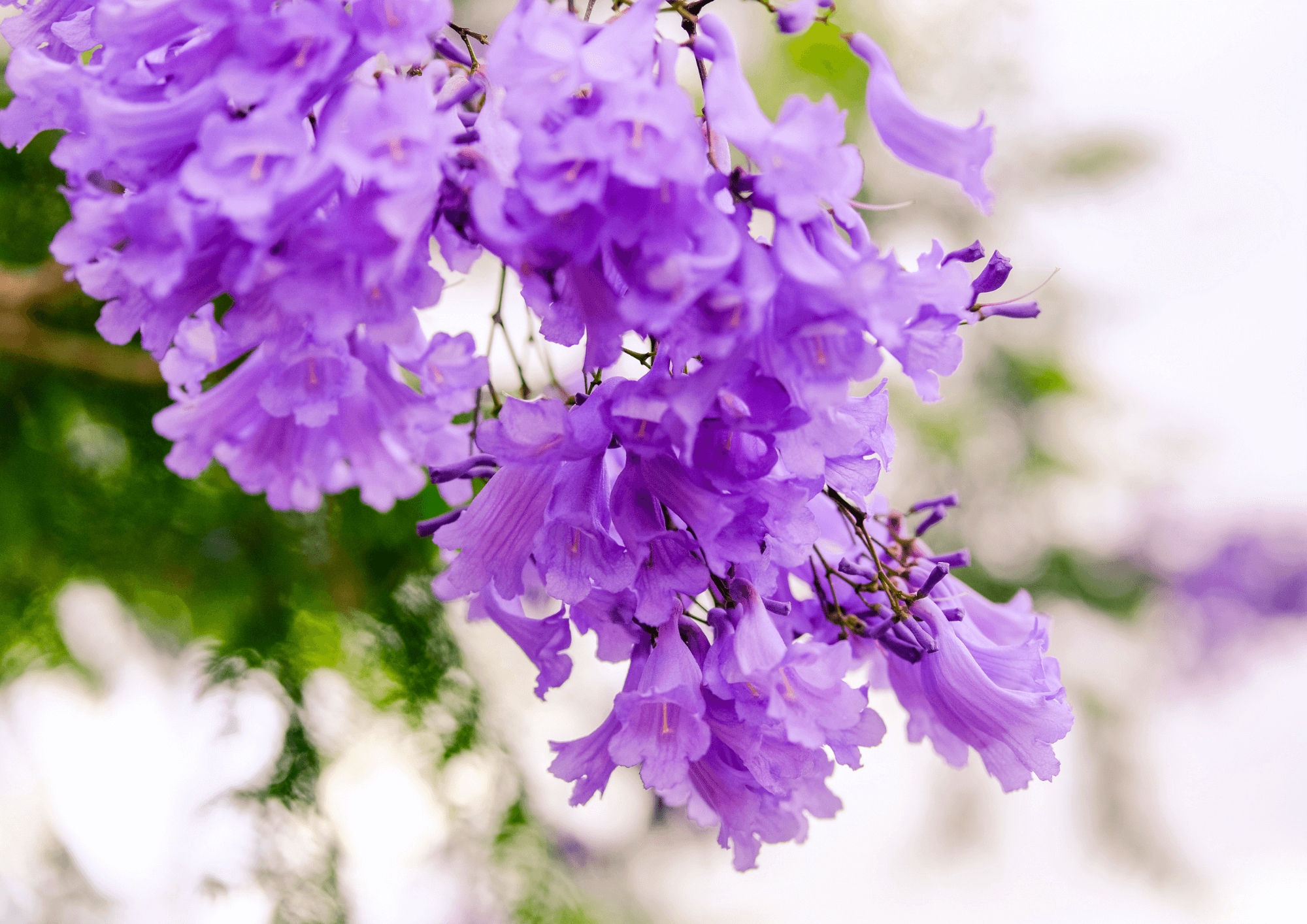 Atami Jacaranda Festival June 2025 - Shizuoka Event Information
